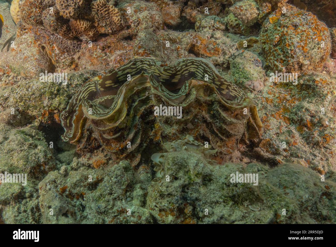 Giant Clam in the Red Sea Colorful and beautiful, Eilat Israel Stock ...
