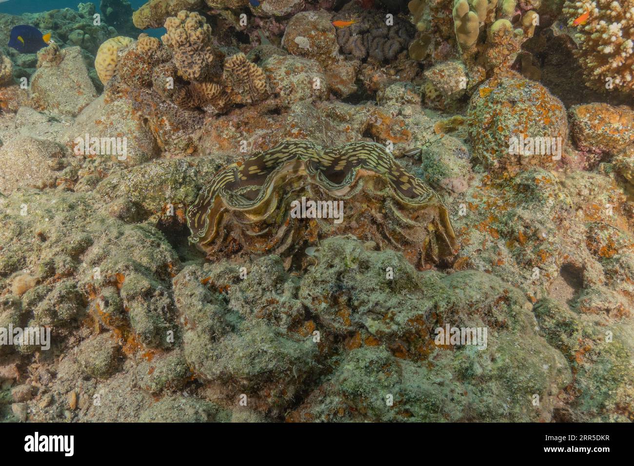 Giant Clam in the Red Sea Colorful and beautiful, Eilat Israel Stock ...