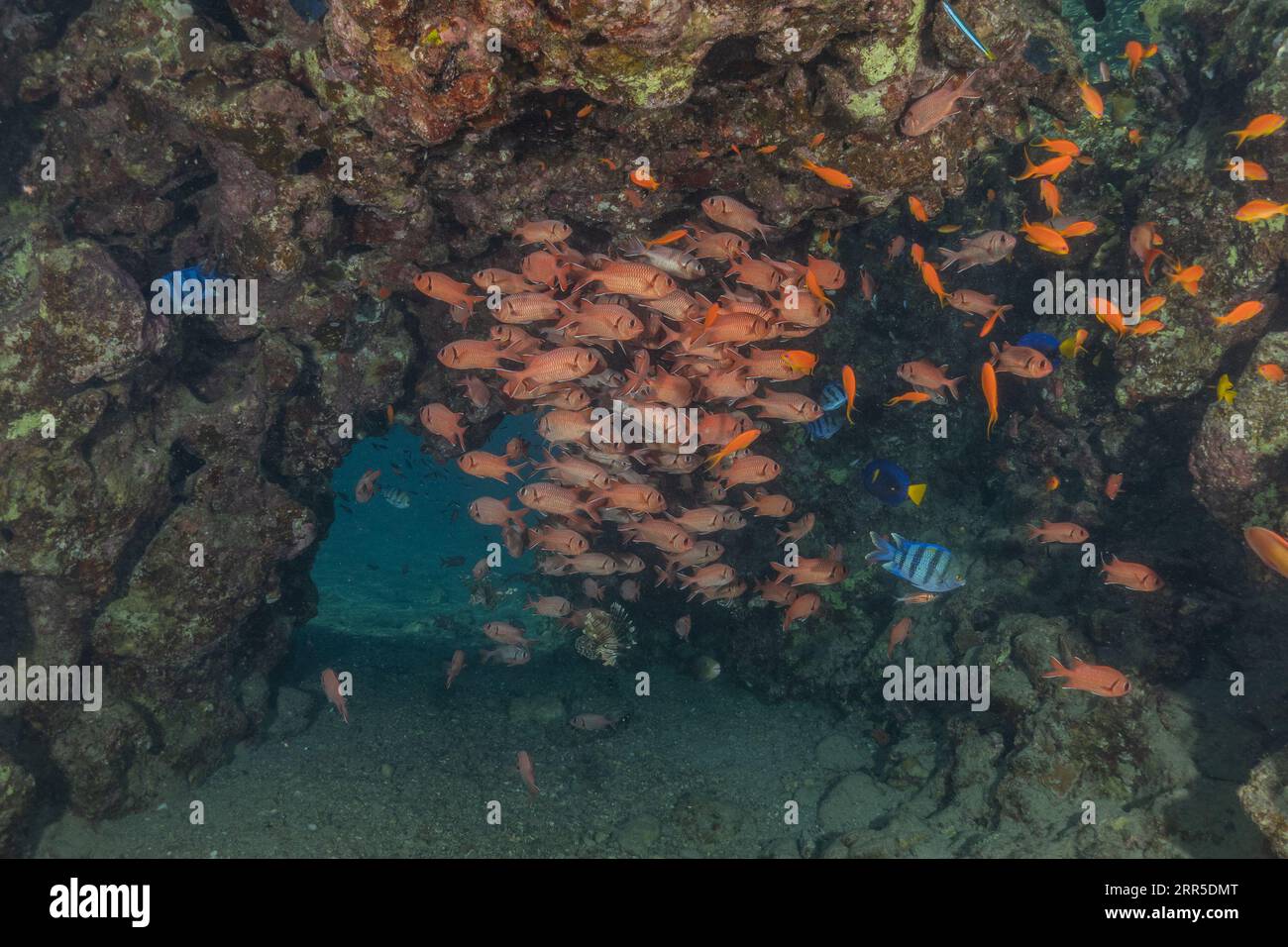 Fish swimming in the Red Sea, colorful fish, Eilat Israel Stock Photo ...