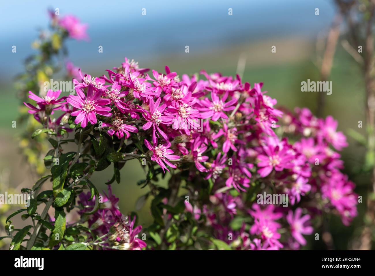 Close up of combers pink alpine daisy bush (olearia phlogogappa ...