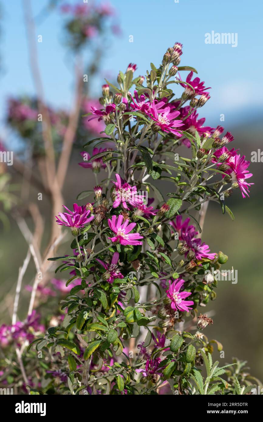 Close up of combers pink alpine daisy bush (olearia phlogogappa ...