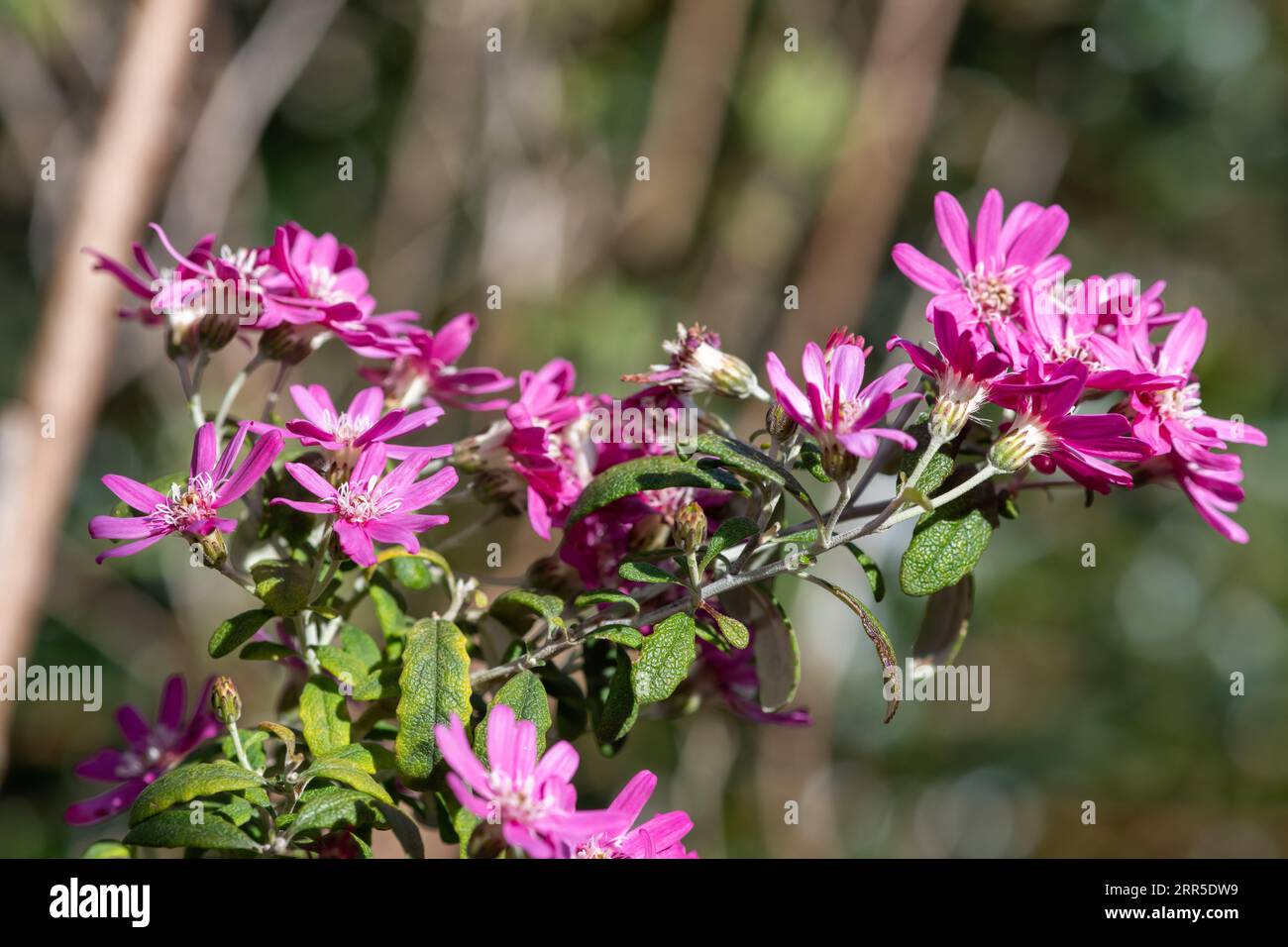 Close up of combers pink alpine daisy bush (olearia phlogogappa ...