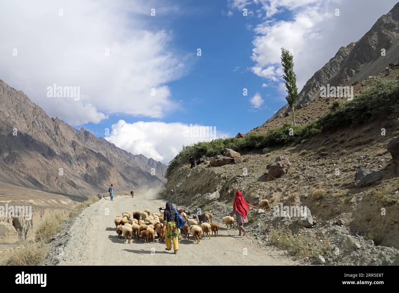 Rural pakistani livestock hi-res stock photography and images - Alamy