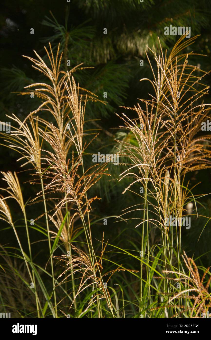 Maiden hair grass hi-res stock photography and images - Alamy