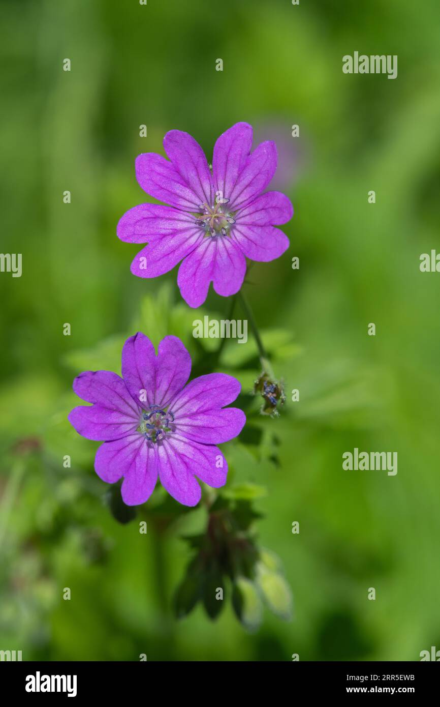 Macro shot of hedgerow geraniums (geranium pyrenaicum) in bloom Stock ...
