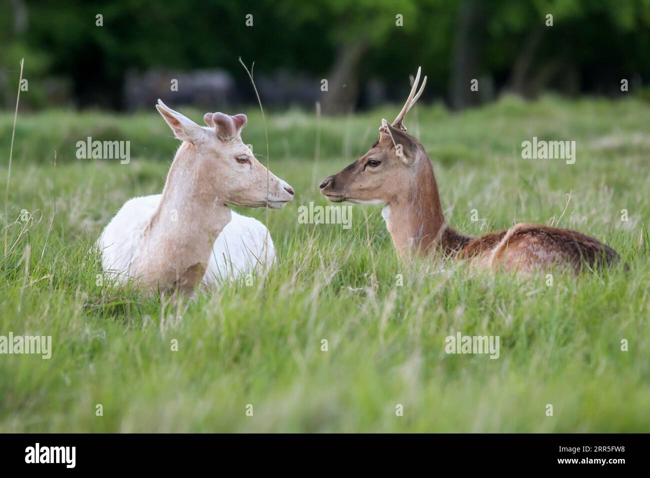 Two white-tailed deer in a lush green field of tall grass, gazing in ...