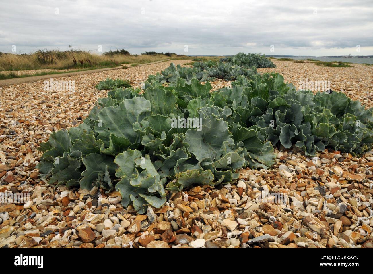 SEA KALE ON THE BEACH AT HOOK, WARSASH, HAMPSHIRE PIC MIKE WALKER 2023 ...