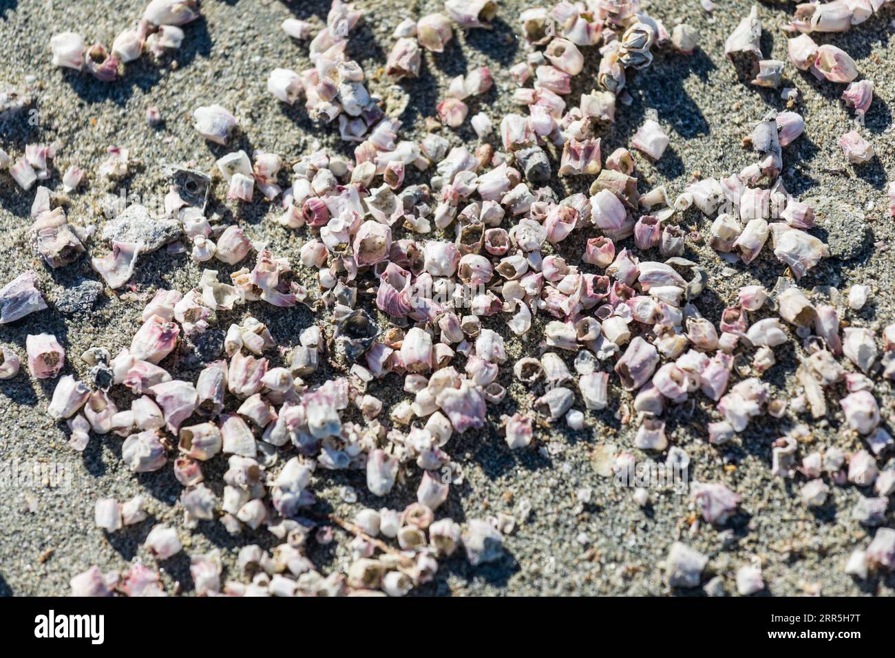Salton Sea, Mecca, California, USA. Barnacle shells on the shore of the ...