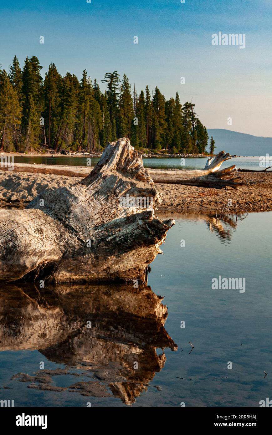 Tree trunks and stumps decay on the Lake Tahow shore at Sugar Point ...