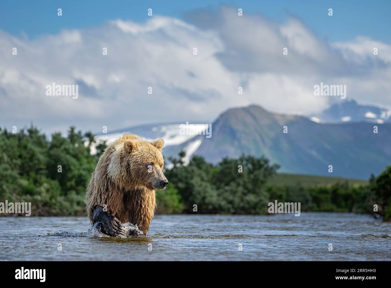 Wildlife scene with cute animals hi-res stock photography and images ...