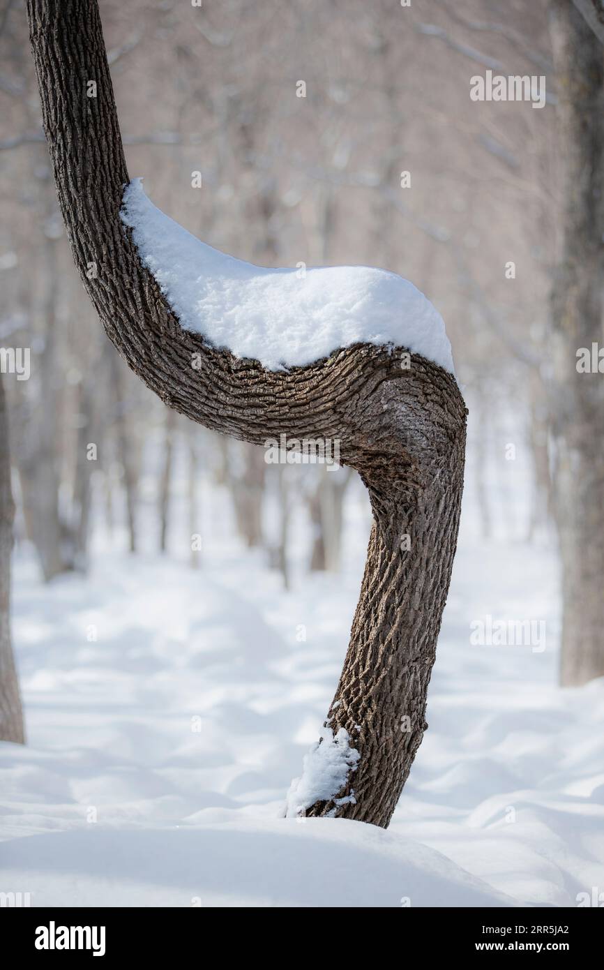 Bend tree trunk with snow on the bark. Wintertime with lots of snow ...