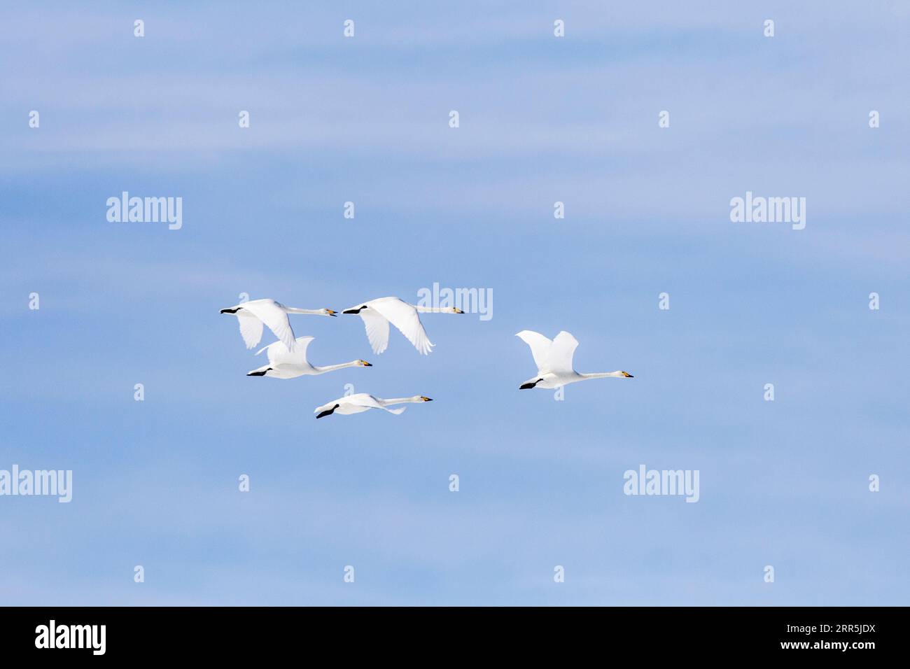 Whooper Swans (Cygnus cygnus), flock in flight. Group of 5 birds in mid ...