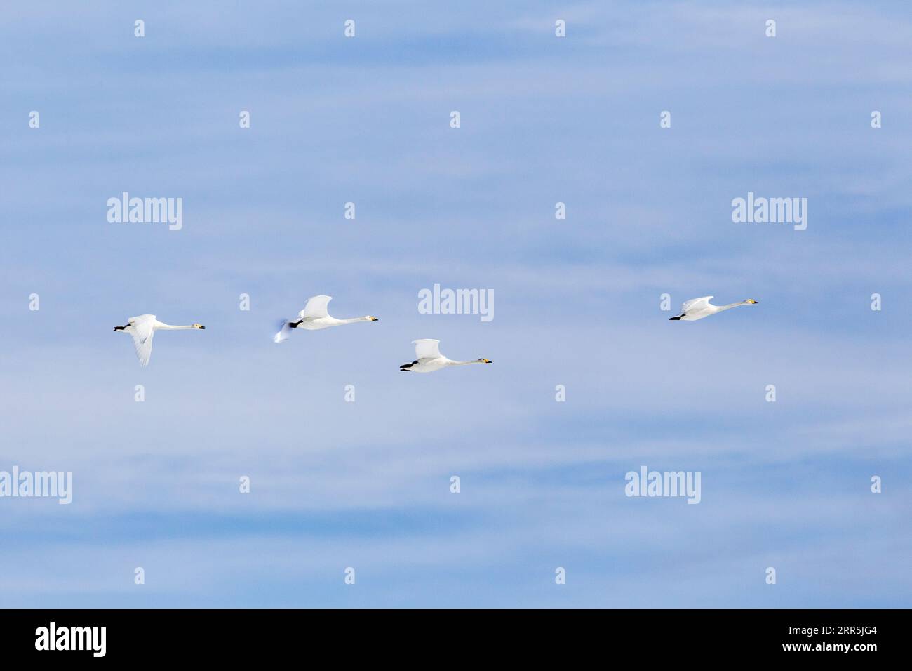 Whooper Swans (Cygnus cygnus), flock in flight. Group of 5 birds in mid ...