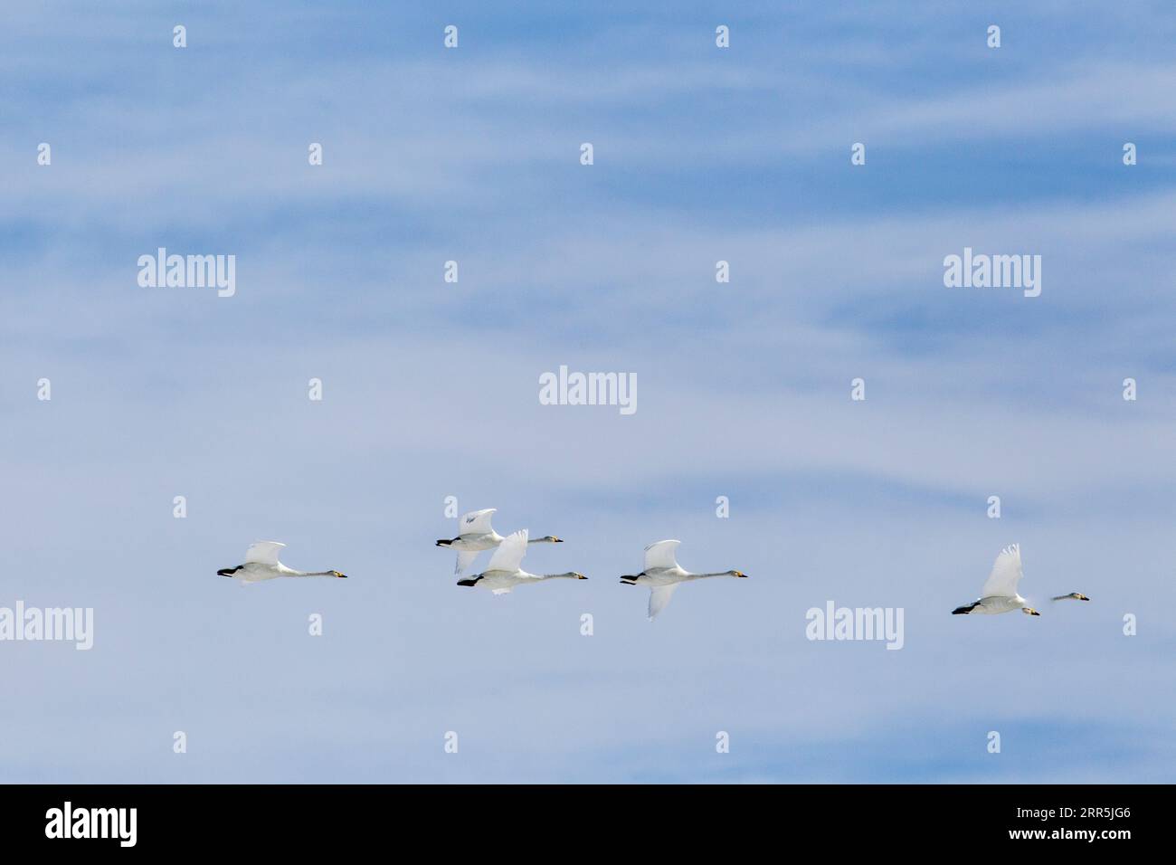 Whooper Swans (Cygnus cygnus), flock in flight. Group of 5 birds in mid ...
