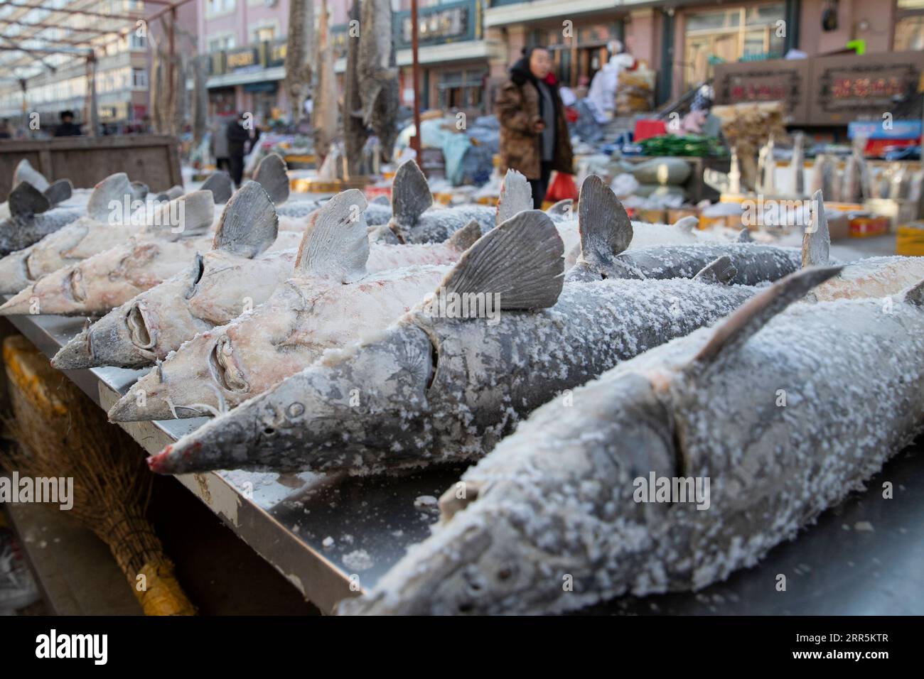 210110 -- FUYUAN, Jan. 10, 2021 -- Photo shows frozen fish at a fish ...
