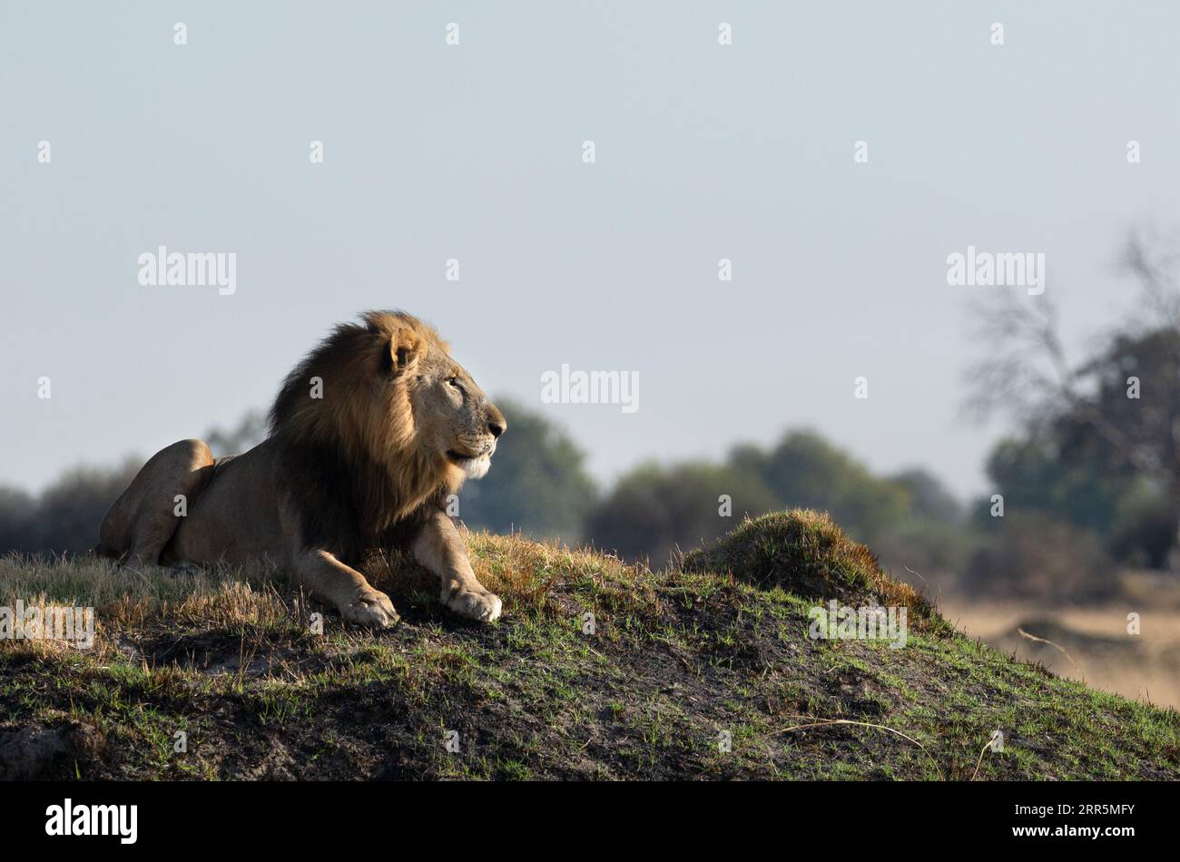 Lion predator hunting hi-res stock photography and images - Alamy