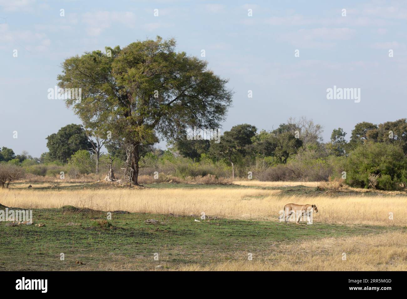 After chasing off a pack of Hyenas, a lioness pads through the open ...