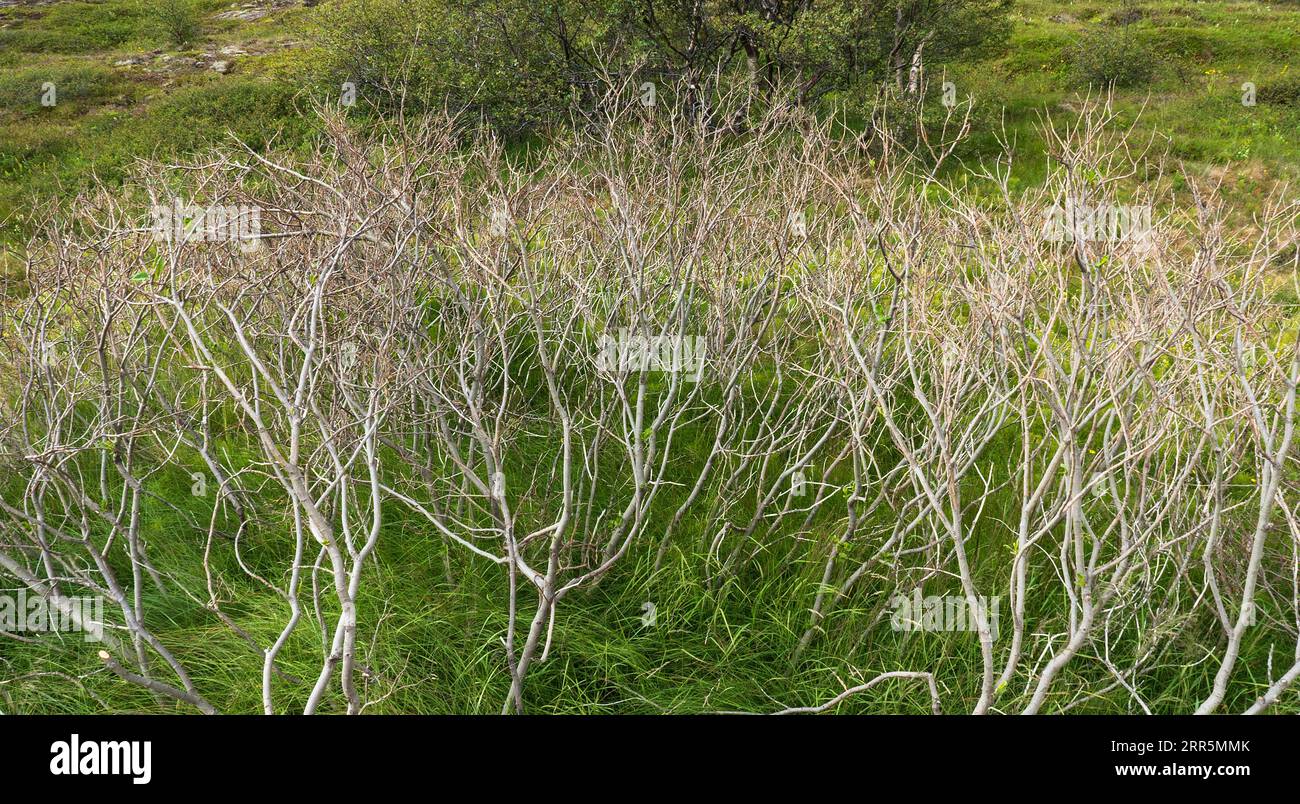 Icelandic birth trees in nature Stock Photo - Alamy