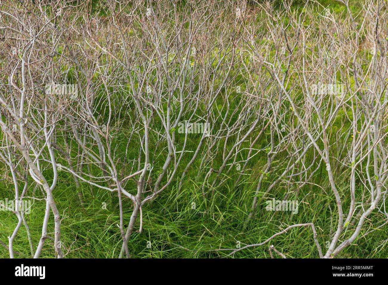 Icelandic birth trees in nature Stock Photo - Alamy