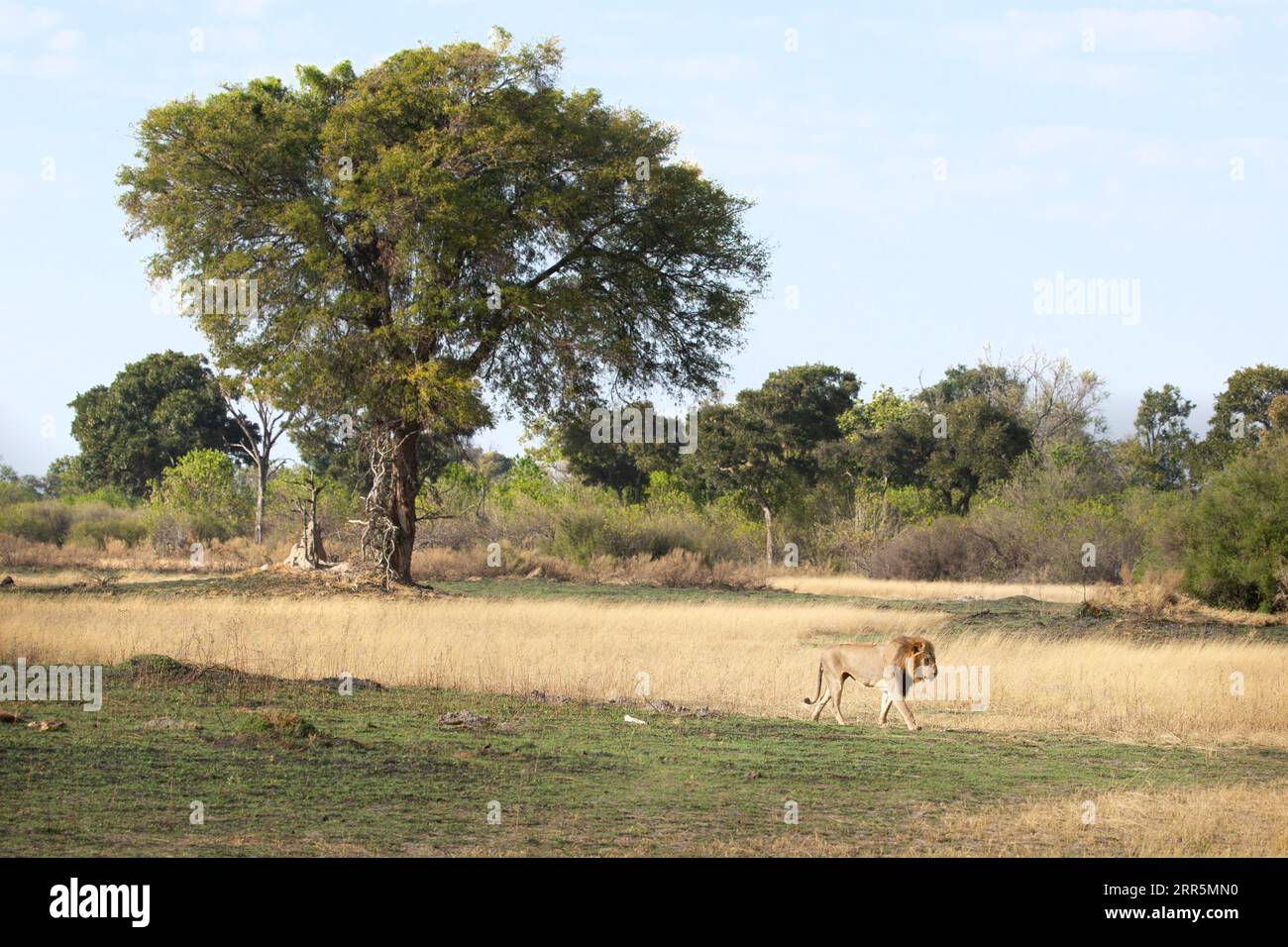 A lone male lion is pictured walking through the open savannah in the ...