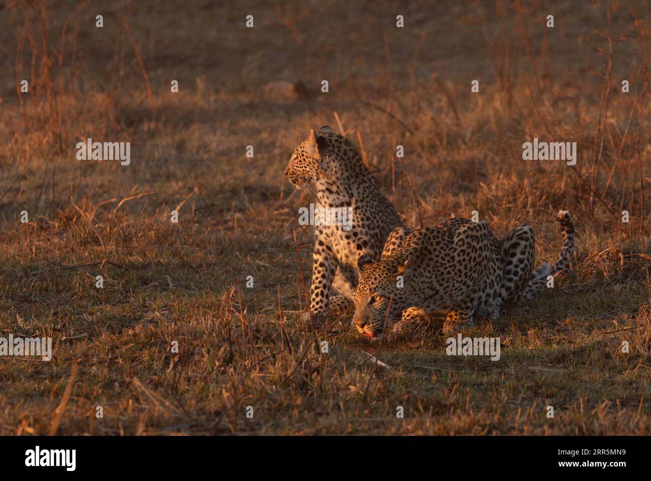 A mother leopard drinks in the golden afternoon light while its baby ...