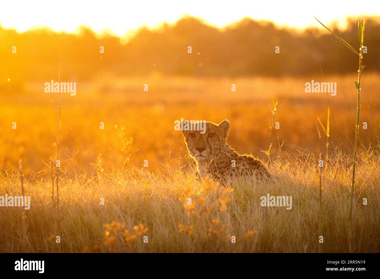 A cheetah sits on top of a mound watching antelope move around the ...