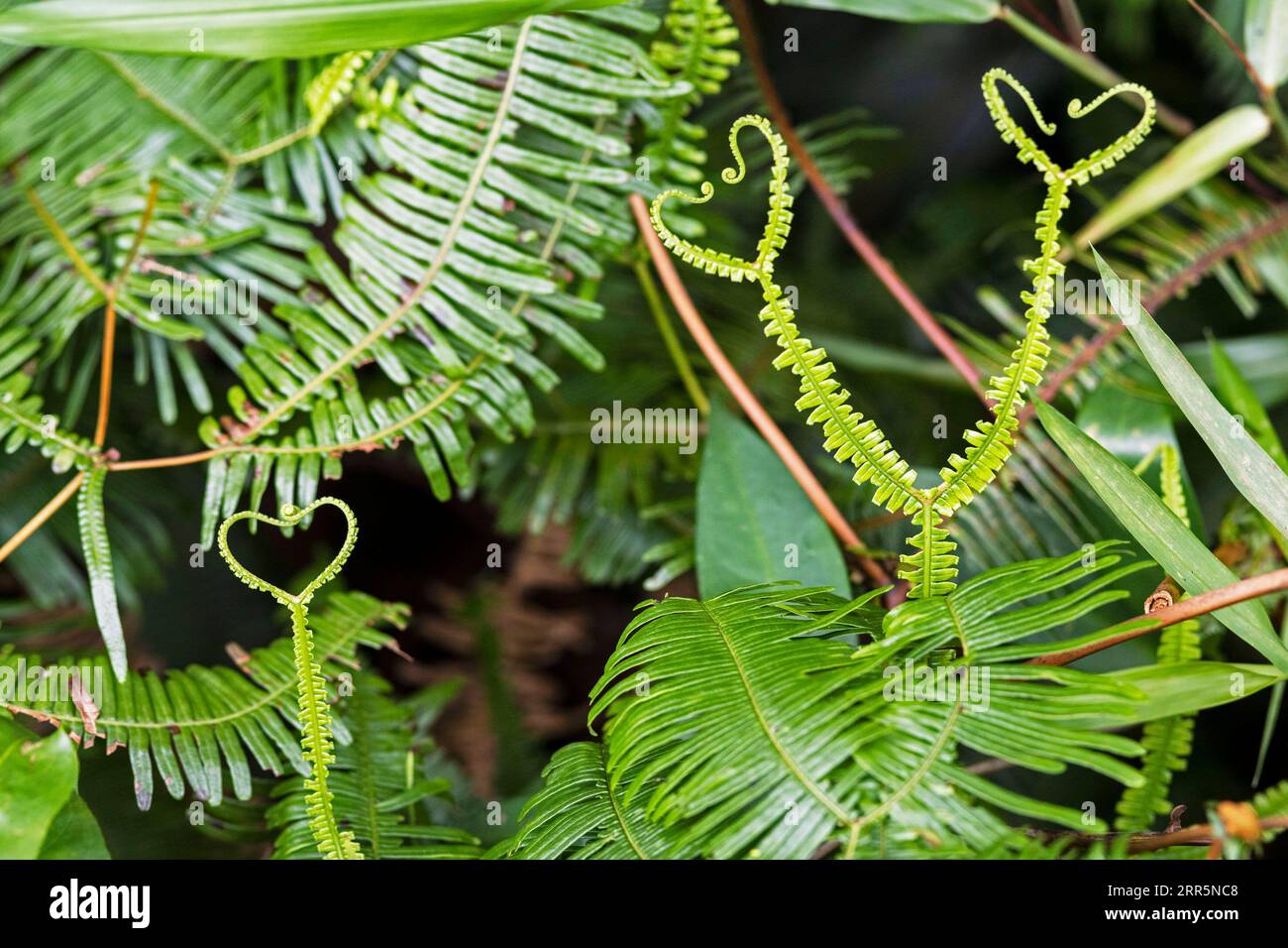 Central catchment nature reserve hi-res stock photography and images ...