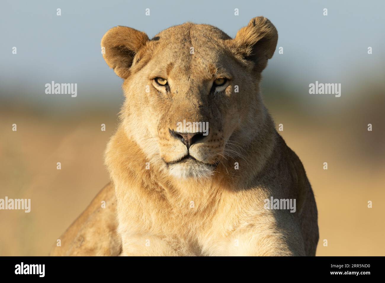 Close up full face frontal of a lion in the warm morning light Stock ...