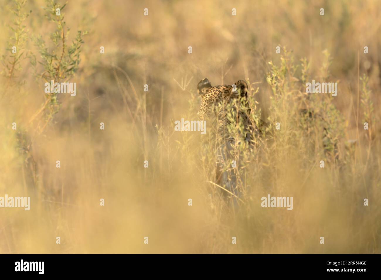 A leopard is deeply camouflaged in thick bush as she hunts a meal for ...