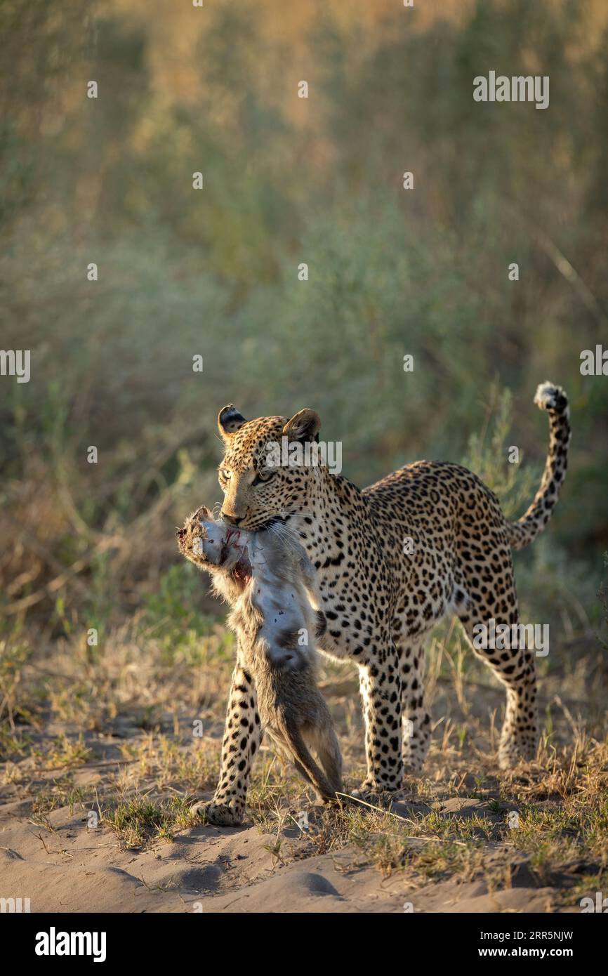 Leopard hunting monkey hi-res stock photography and images - Alamy