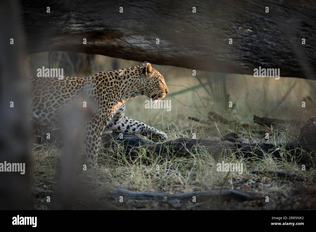 African wildlife feline hi-res stock photography and images - Alamy