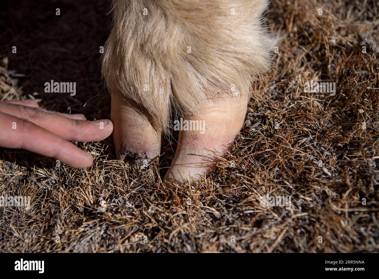Hoof injury hi-res stock photography and images - Alamy