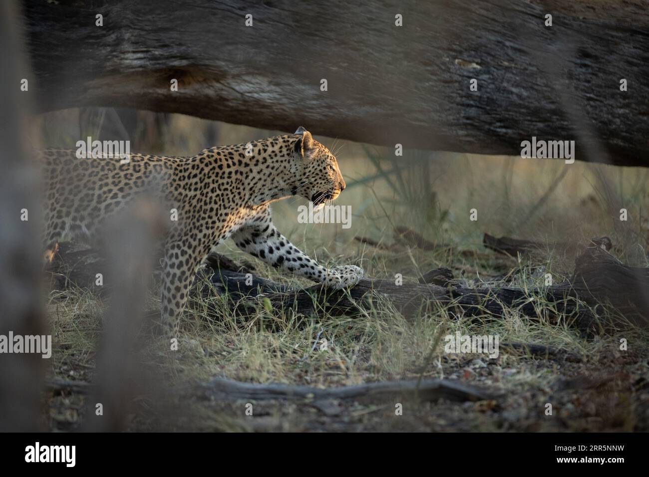 The last rays of light illuminate the face and whiskers of a leopard ...