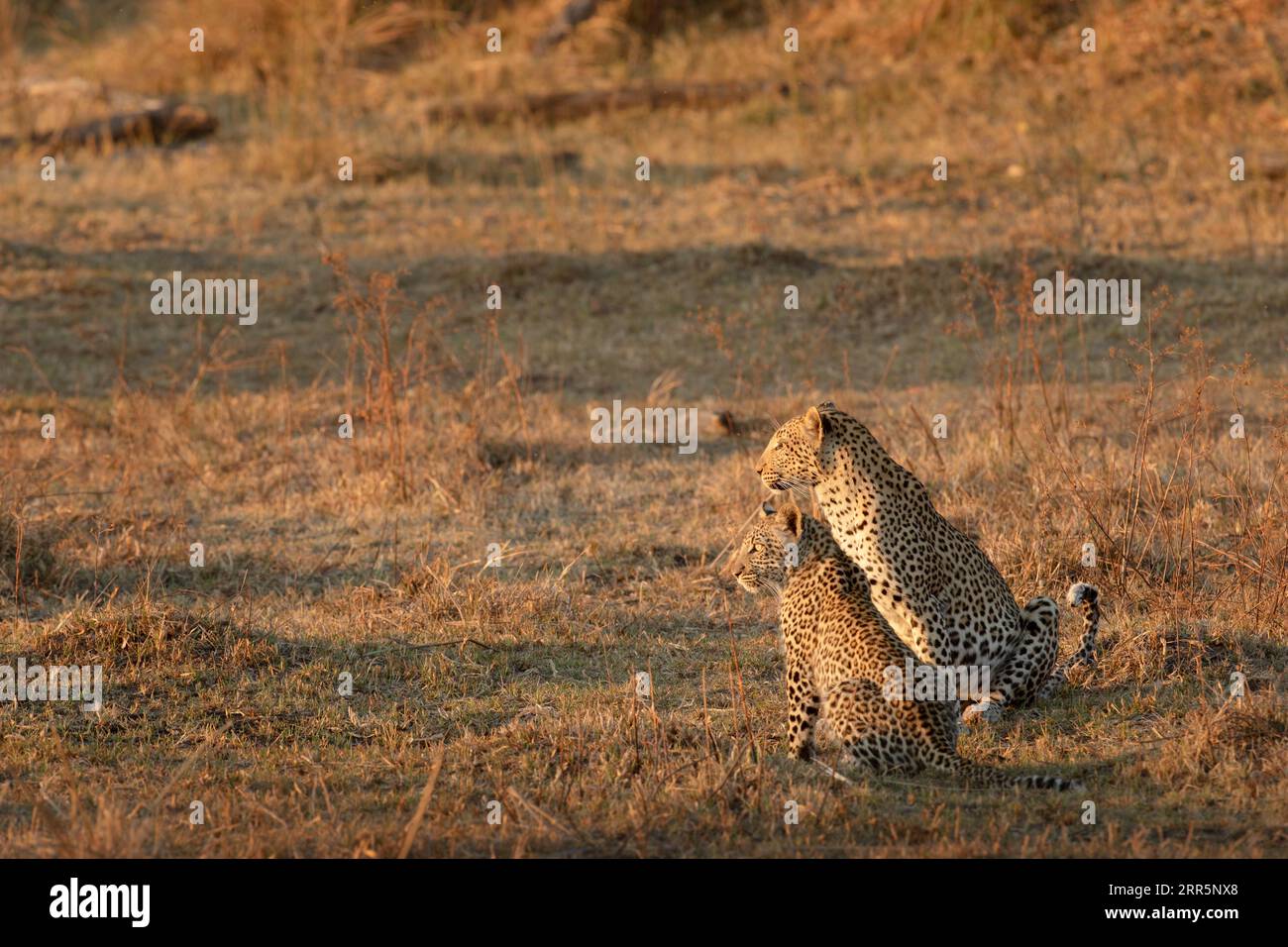 A mother and cub leopard survey the open savannah for prey in the warm ...