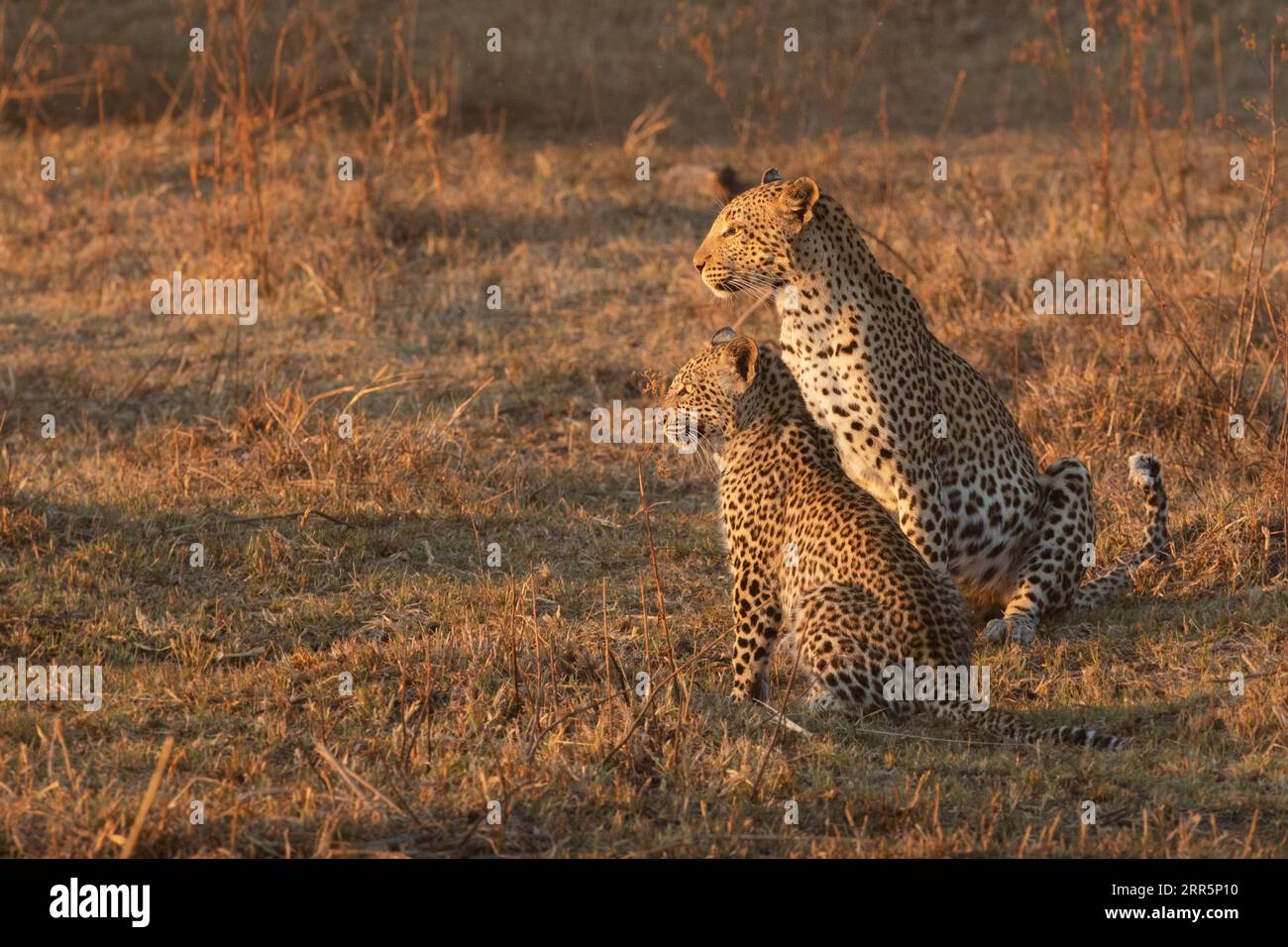 African leopard cub hi-res stock photography and images - Alamy
