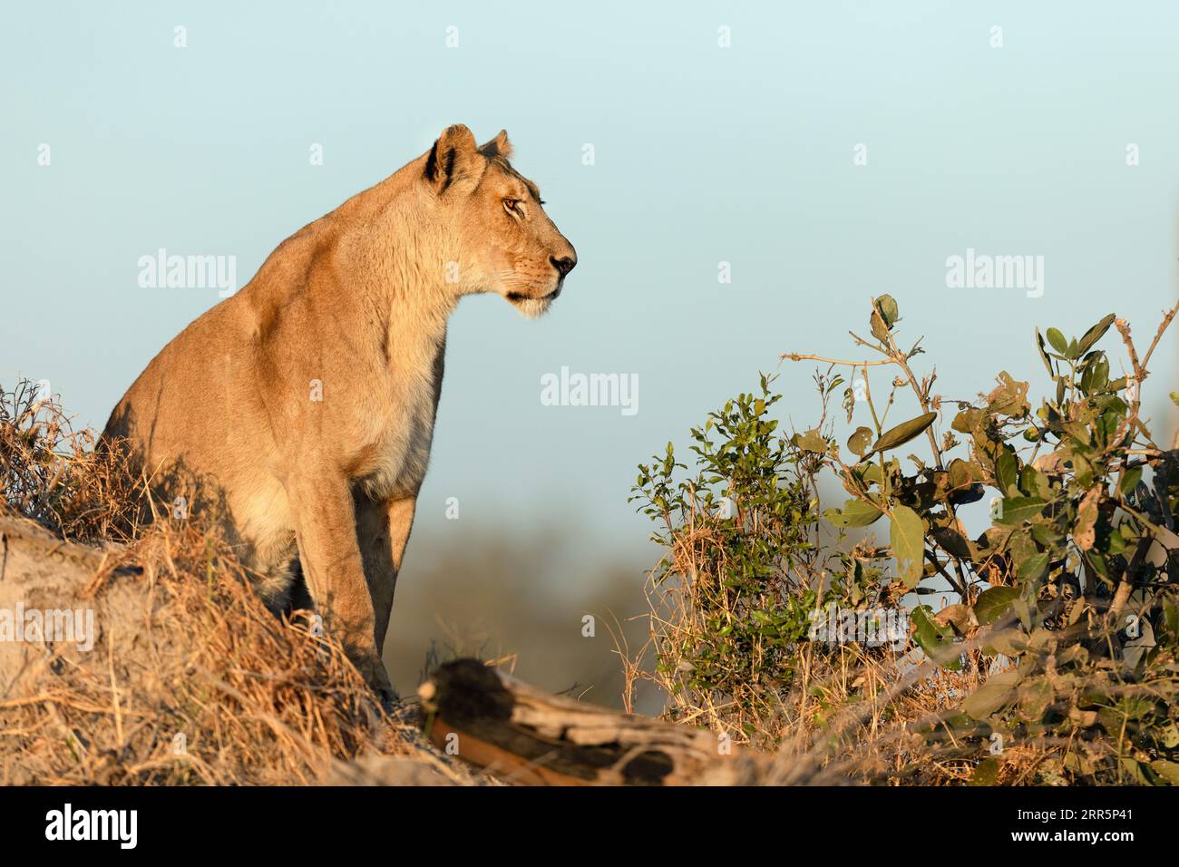 A lioness surveys the savannah whilst hunting in the golden morning ...