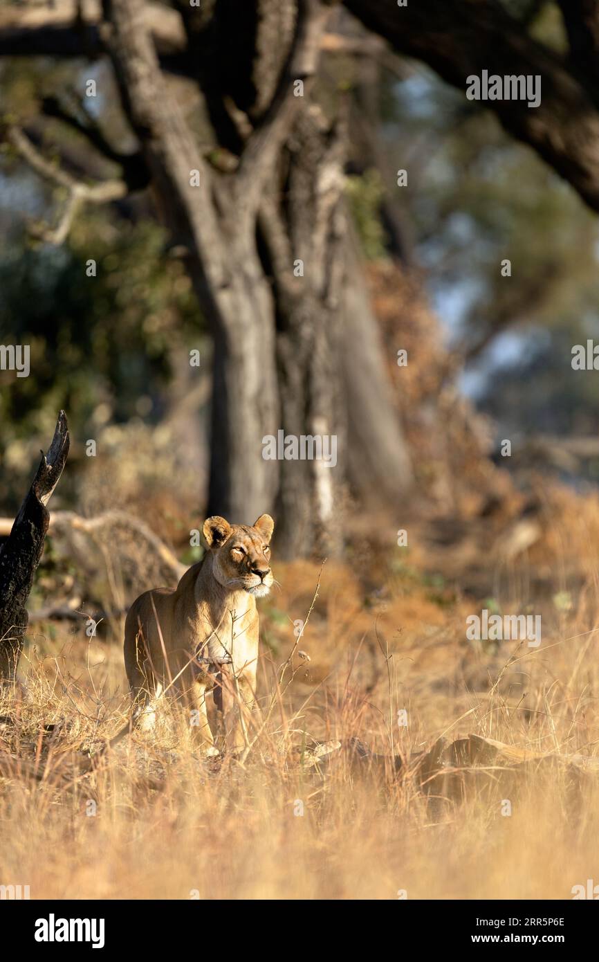 A lioness surveys the savannah whilst hunting in the golden morning ...