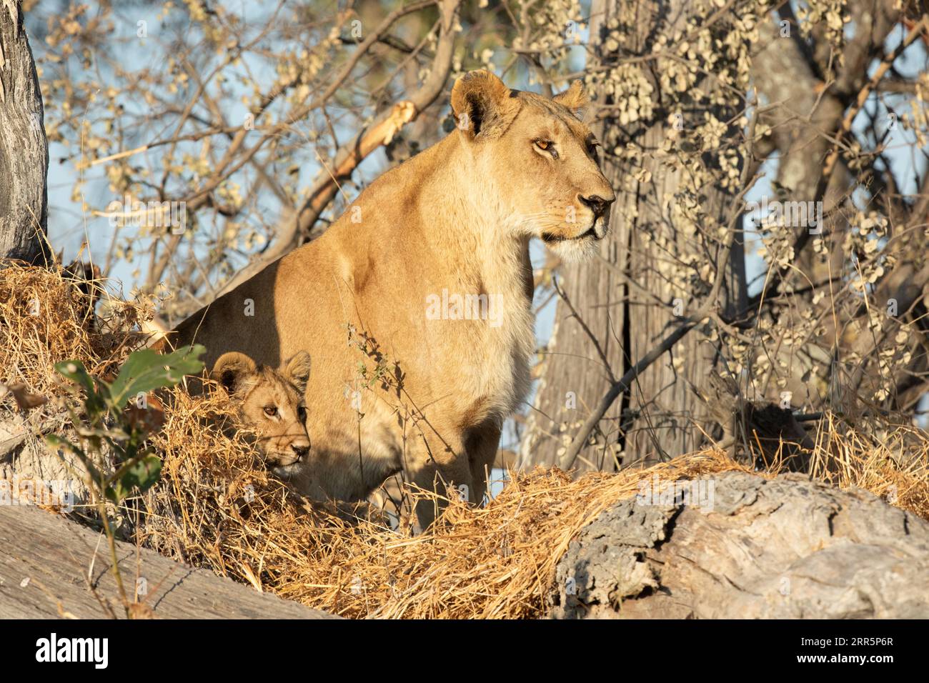 Sister bathing baby hi-res stock photography and images - Alamy
