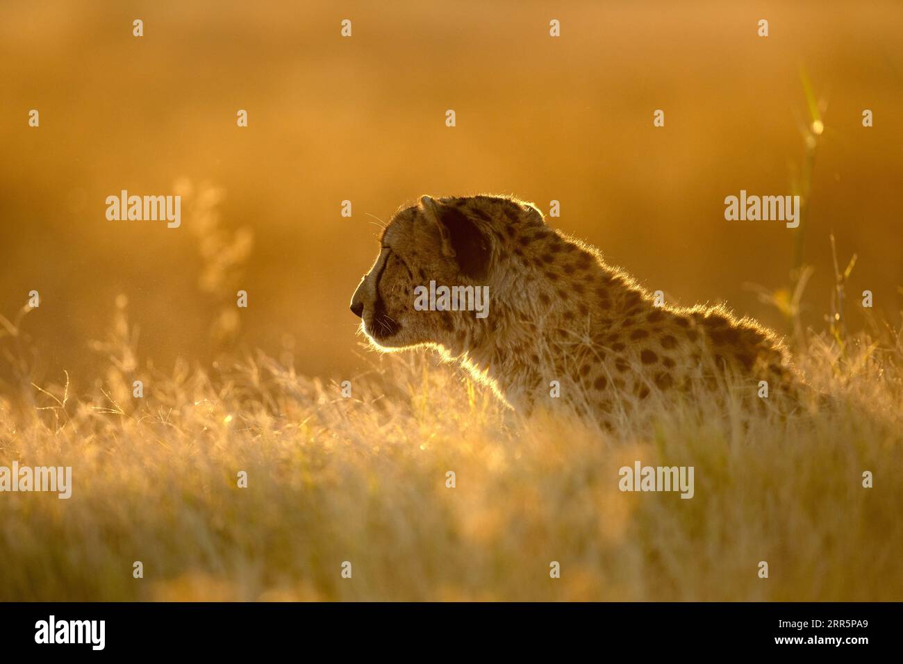 A cheetah rests in the golden afternoon light that is back lighting its ...