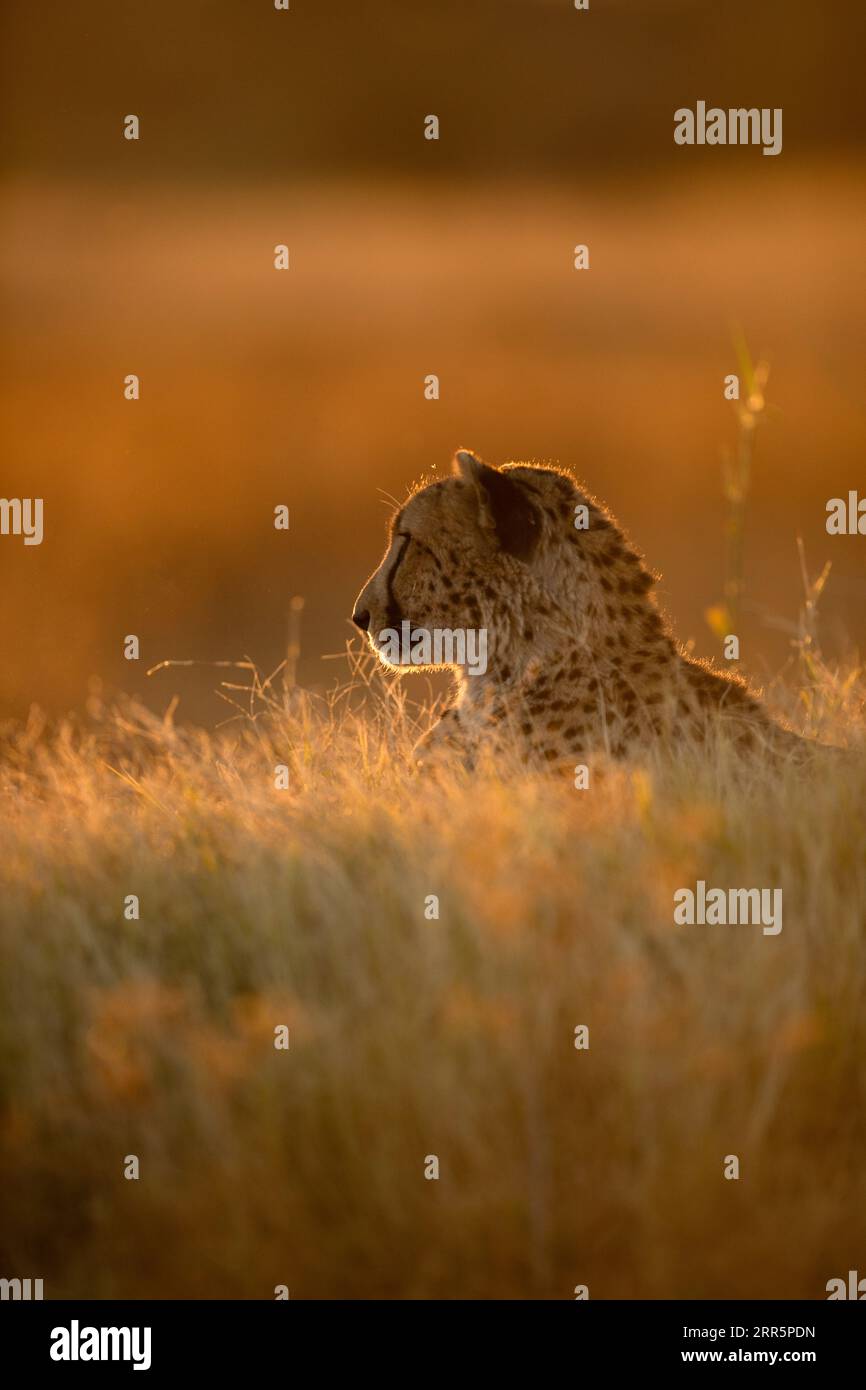 A cheetah rests in the golden afternoon light that is back lighting its ...