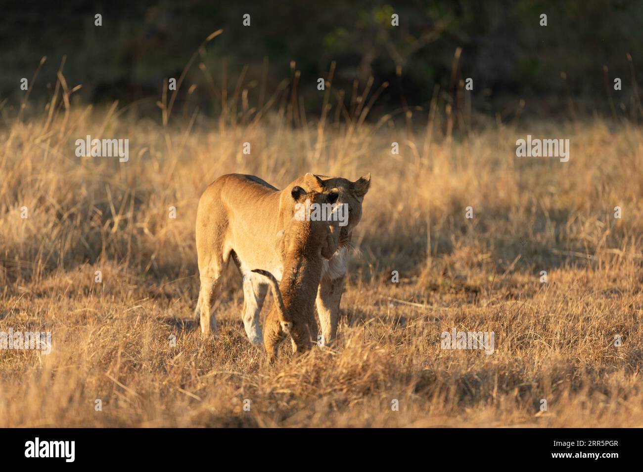 A lioness plays with her young cub in the open savannah of the Okavango ...