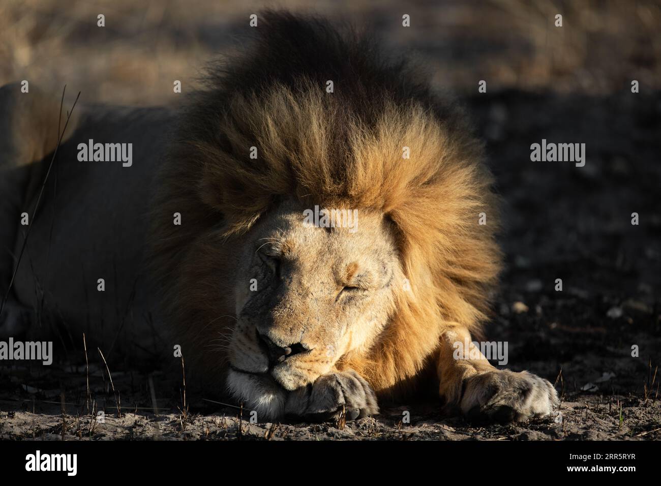 A large male lion is pictured enjoying the warm golden morning light in ...