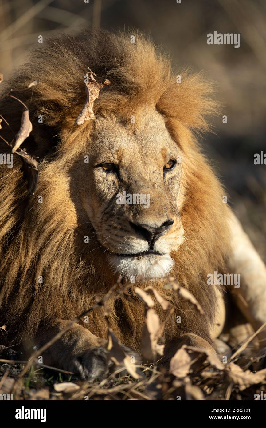 Okavango safari lion hi-res stock photography and images - Alamy