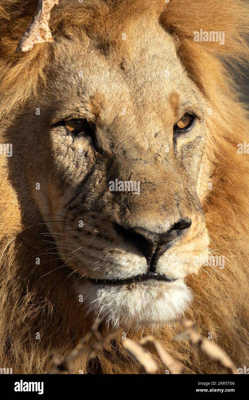 A large male lion is pictured enjoying the warm golden morning light in ...