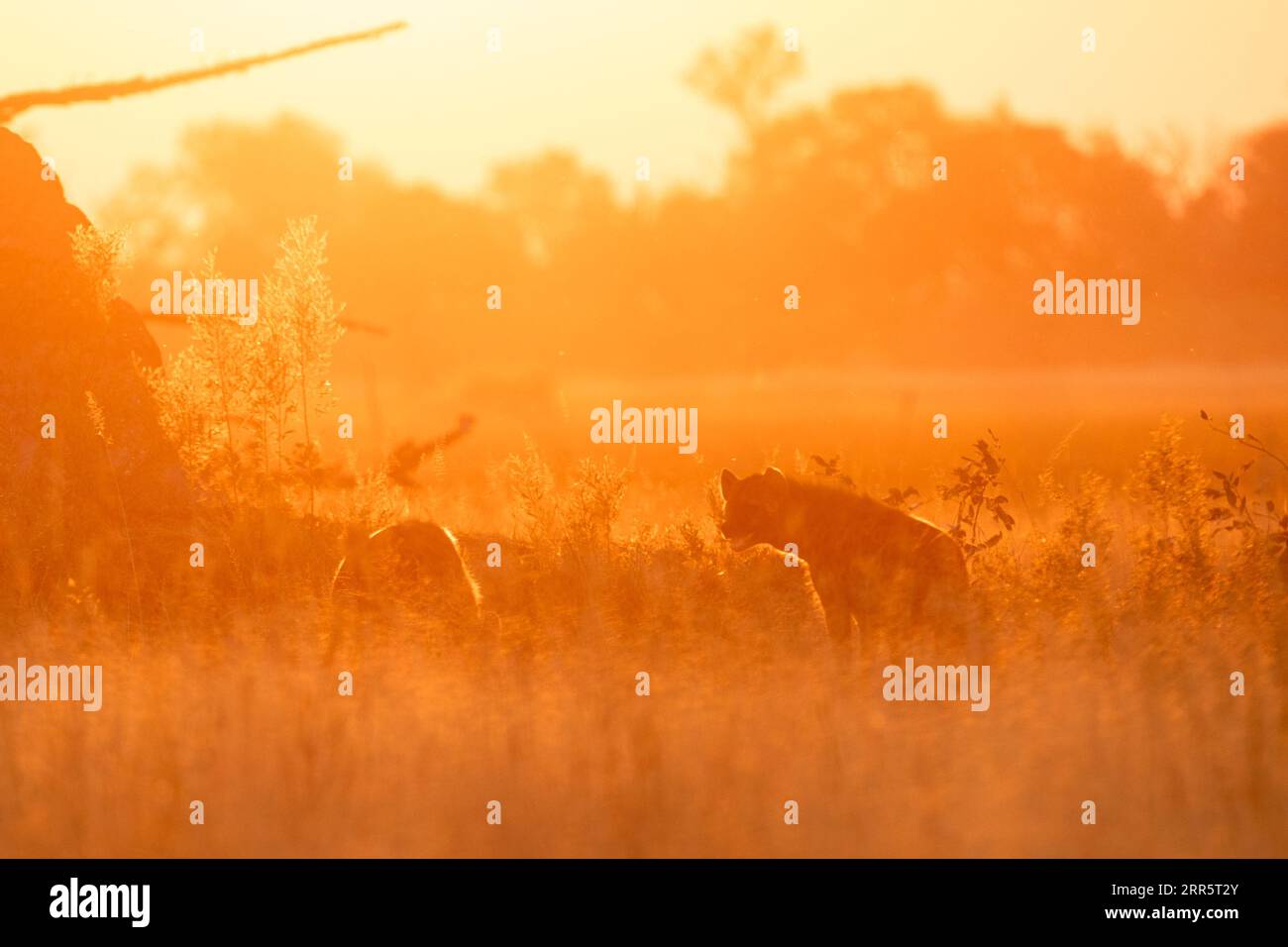 Two hyena's patrol around an open savannah in the golden back lit light ...
