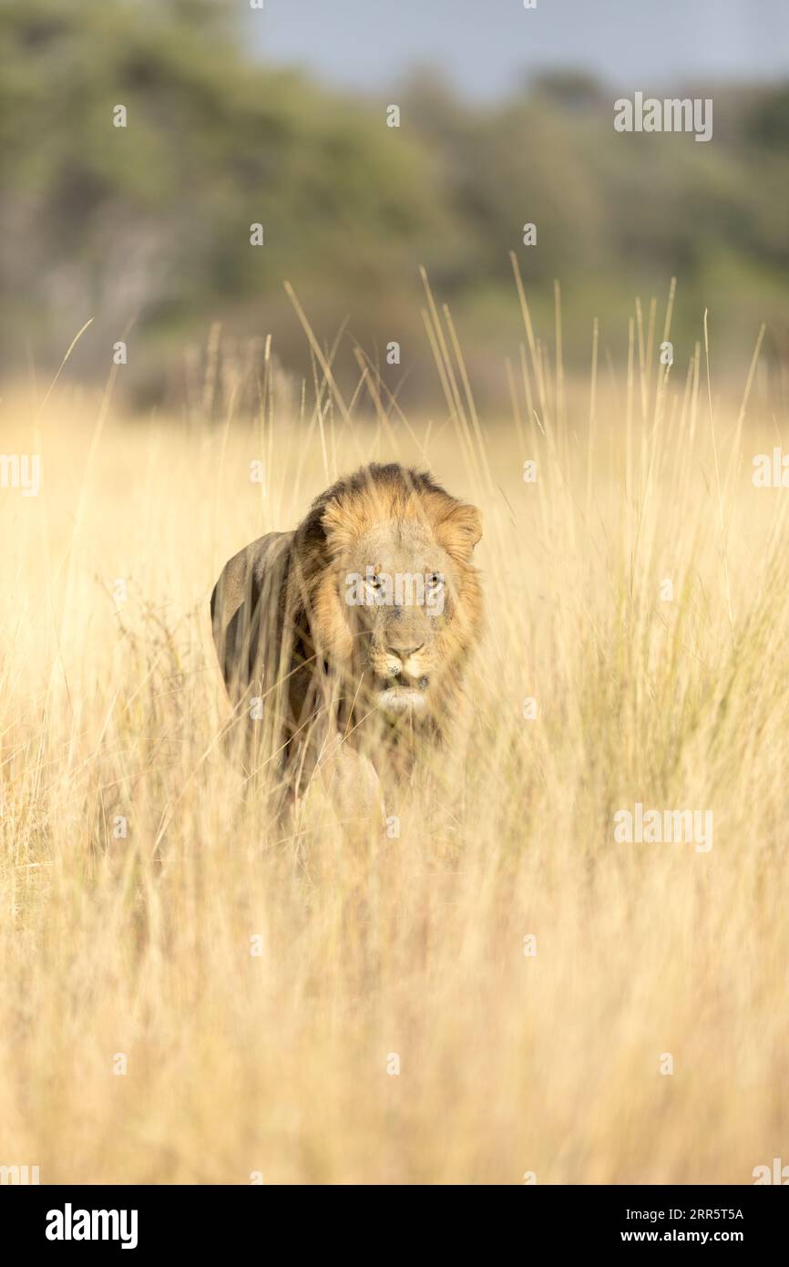 A large male lion moves through the long golden grass of an open ...