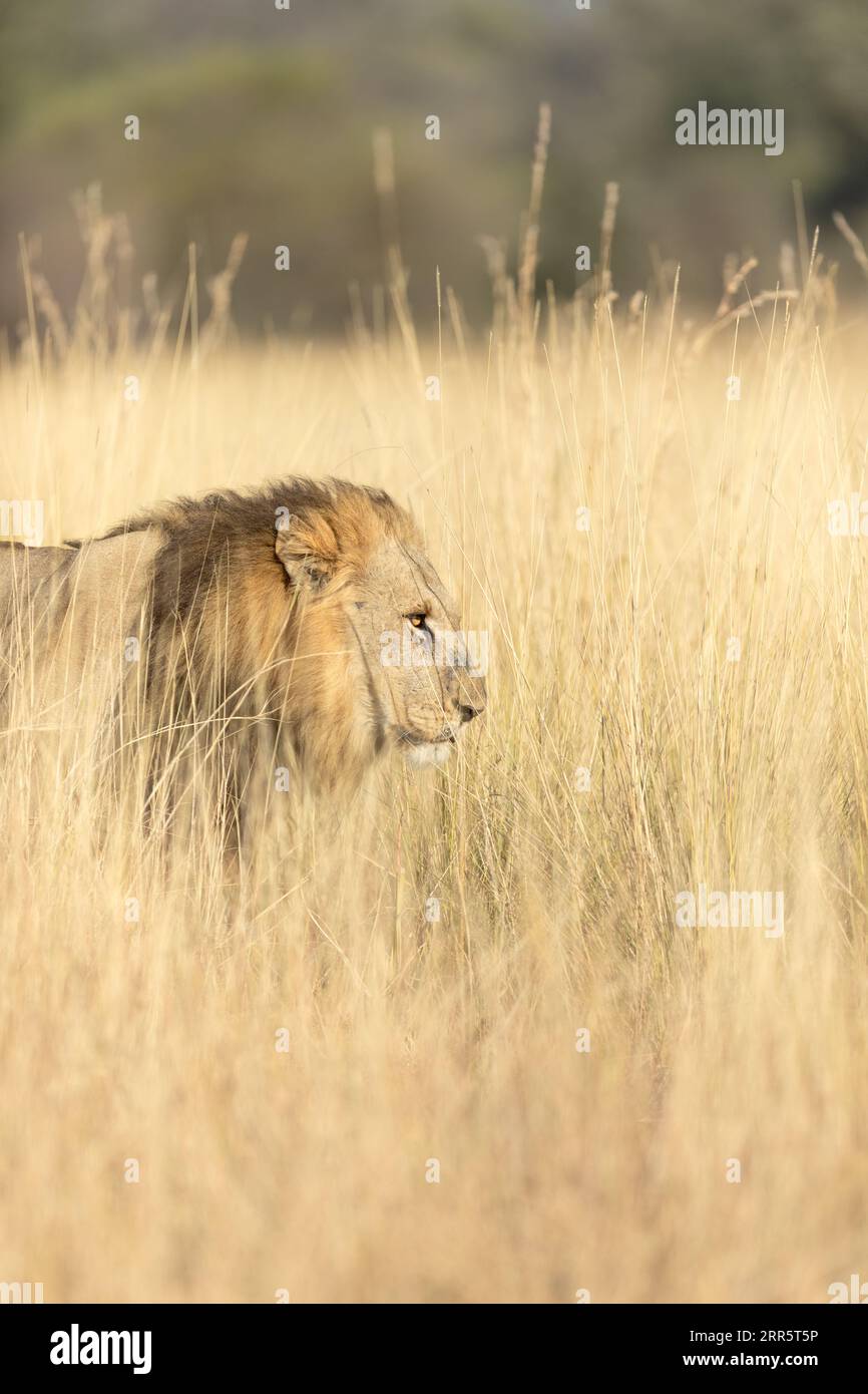 A large male lion moves through the long golden grass of an open ...