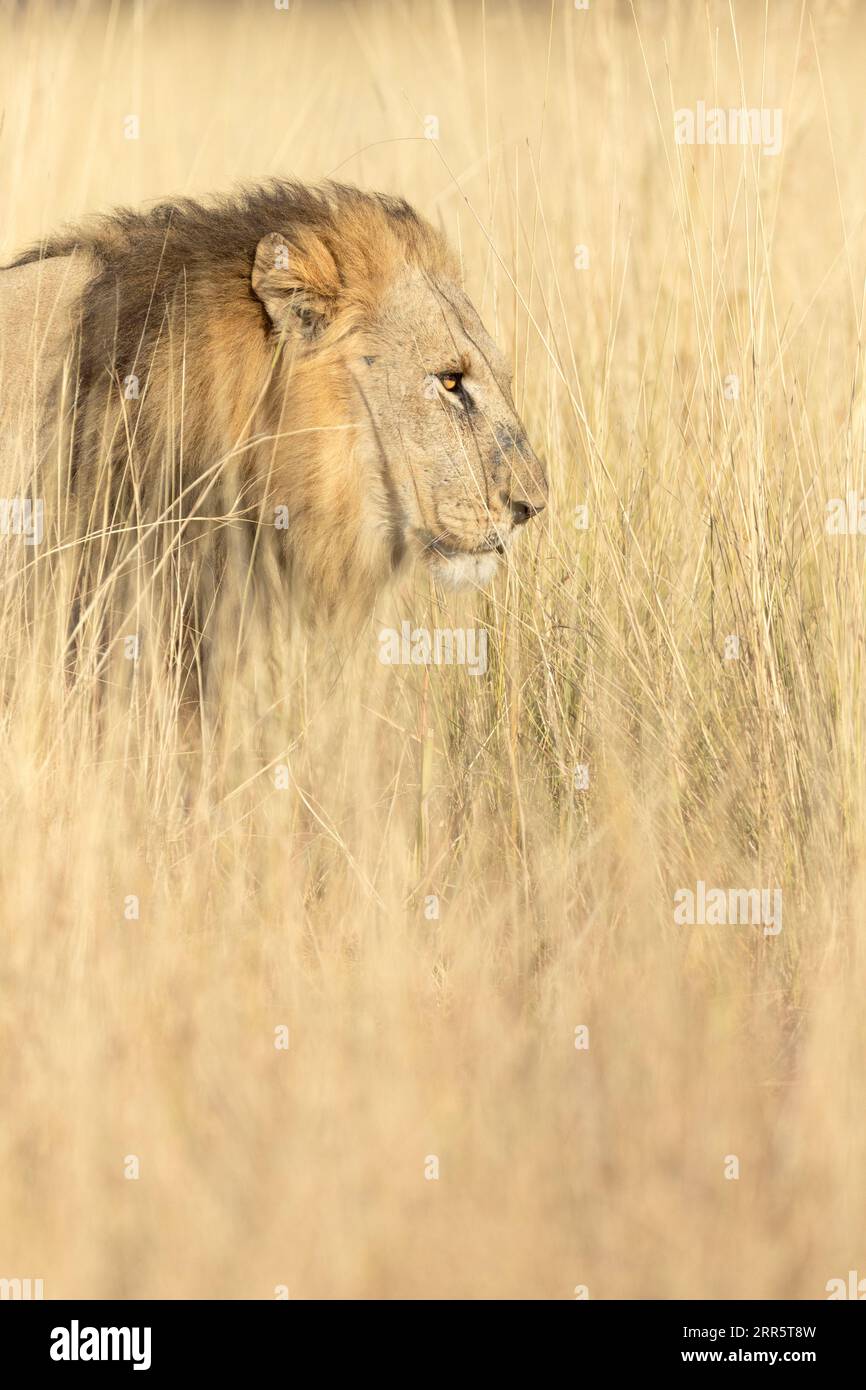 A large male lion moves through the long golden grass of an open ...