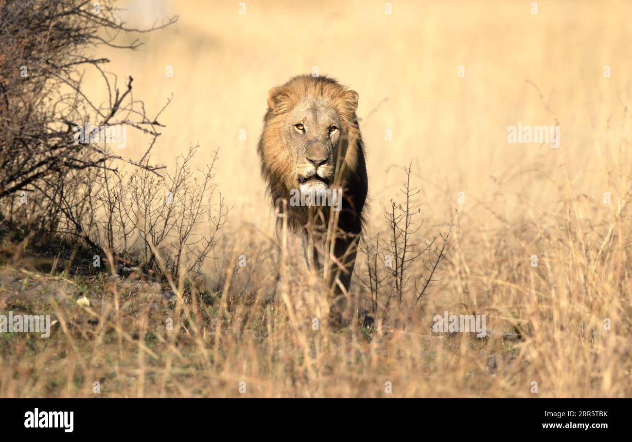 A lone male lion moves through his territory on an eraly morning patrol ...