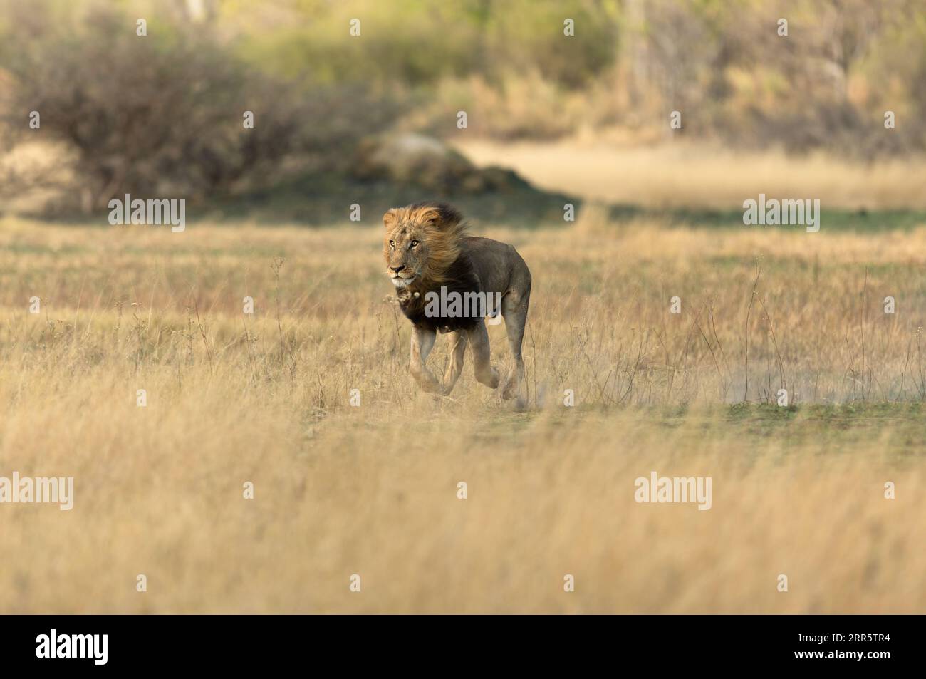 A male lion runs across open savannah as it hunts antelope in the ...